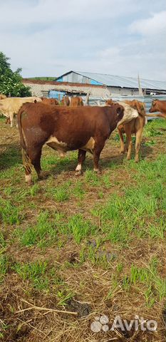 Коровы и телята