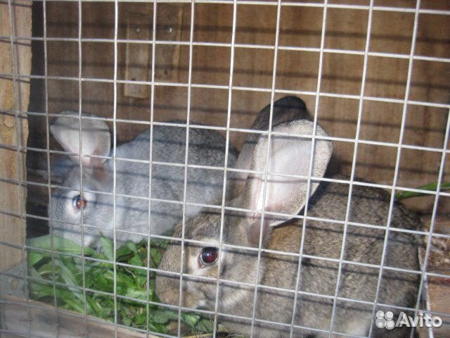 Кролики, крольчата