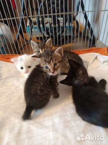 Котята в добрые руки даром