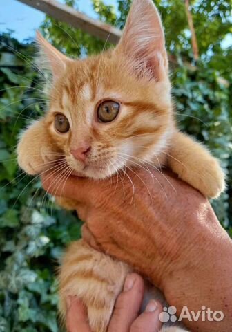 Солнышки в дом