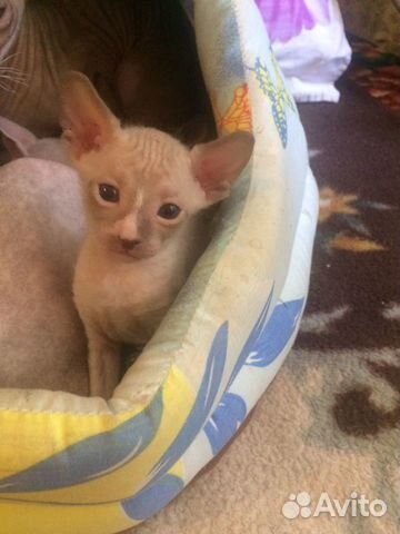 Котята донского сфинкса