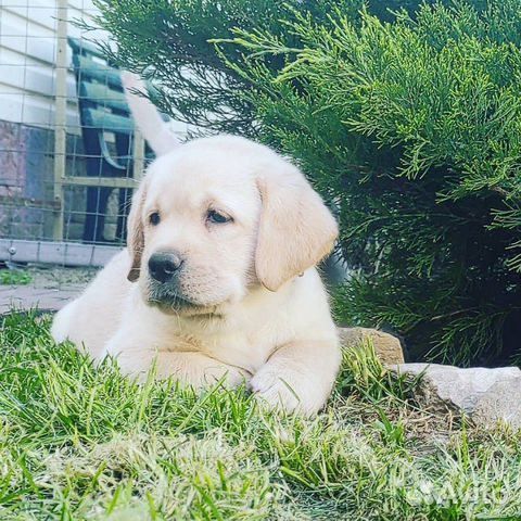 Лабрадор Ретривер щенки