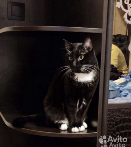 Кошка Метис Ориентала