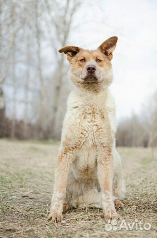 Пёс Лео ищет хозяина. Отдадим в хорошие руки
