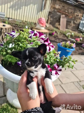 Красивые щеночки чихуахуа
