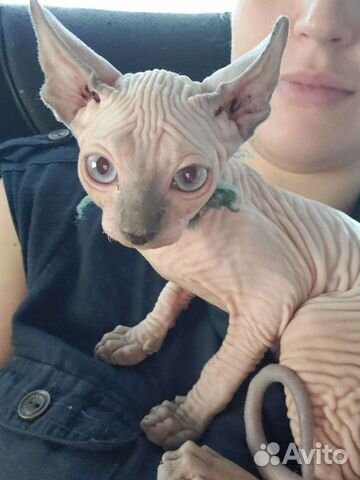 Канадский сфинкс эльф котенок