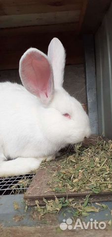 Белый великан,самец