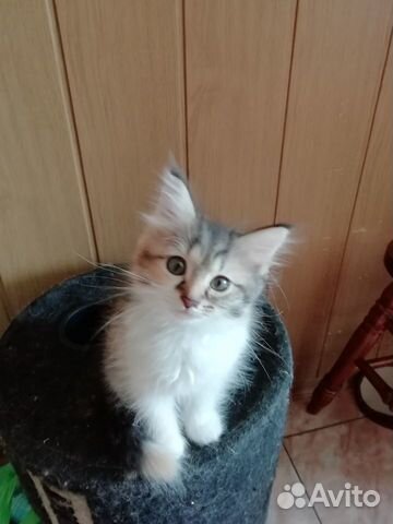 Отдам трехшерстную милашку