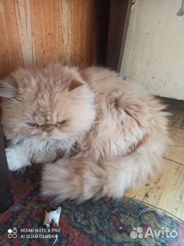 Персидская котик в добрые руки бесплатно