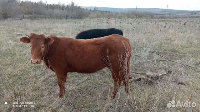 Тёлка 1,5 года