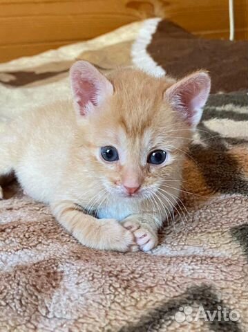 Котенок Винни ласковый в дар