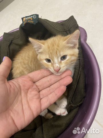 Кошки в добрые руки