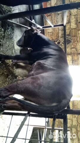 Продам бычков