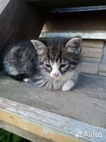 Кошки бесплатно