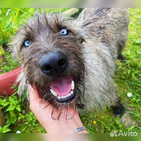 Голубоглазый терьер в добрые руки бесплатно