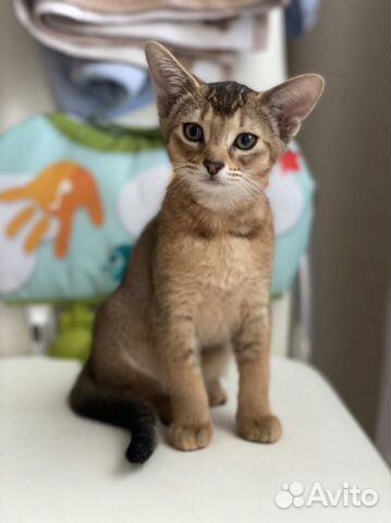 Абиссинский котенок -кошка