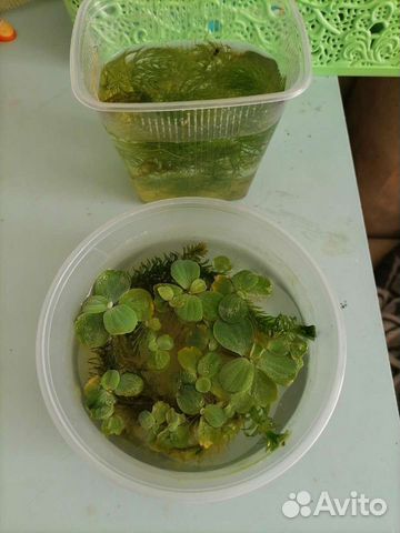 Аквариумные растения