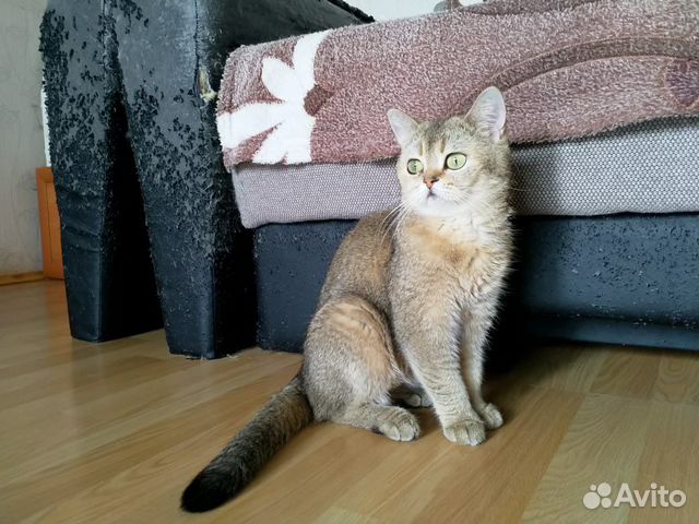 Британская золотая кошка