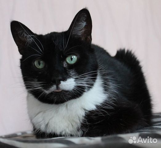 Кошечка Чара ищет семью