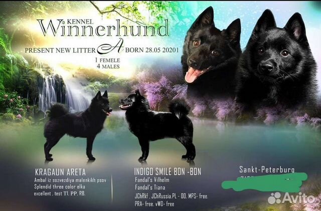 Щенки шипперке (схипперке)