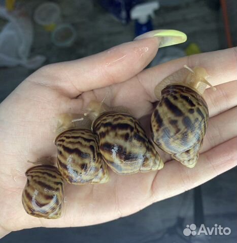 Улитки ахатины
