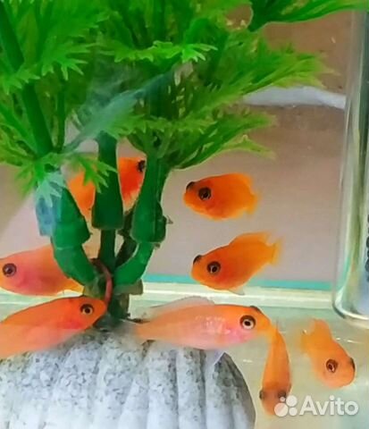 Рыбки Малави. Цихлиды. Зебра красная