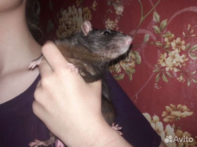 Отдам крыса бесплатно мальчик 5 месяцев