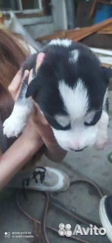 Хаски мальчик щенок