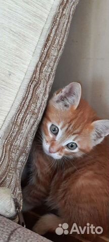 Очаровательный котёнок ищет заботливую семью