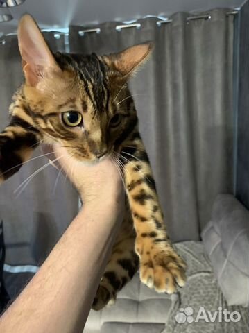Бенгальская кошка 6месяцев+очень много всего