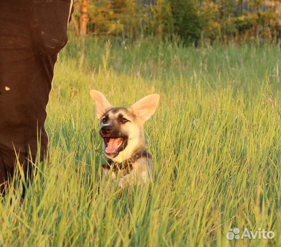 Бесподобная малышка-Мышка, мои ухи-моя гордость