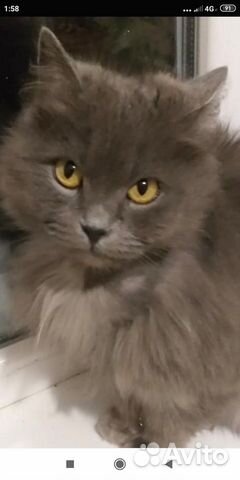 Ласковая киса Полинка- британочка(хайлерленд)