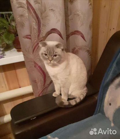 Британочка в добрые руки