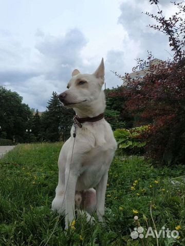 Роки, мальчик 8 месяцев