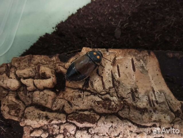 Lucihormetica verrucosa (Таракан-автомобильчик)