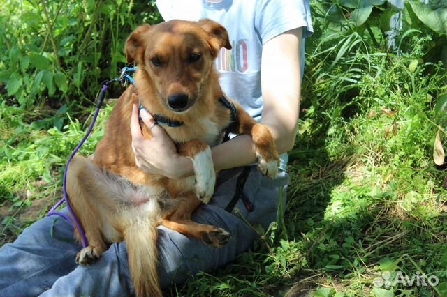 Барни в добрые руки