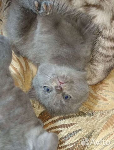 Котик британской породы