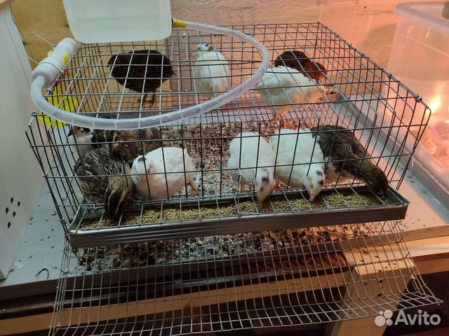 Перепела молодки сегодня ровно месяц. Через месяц