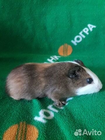 Очаровательный малыш морской свинки