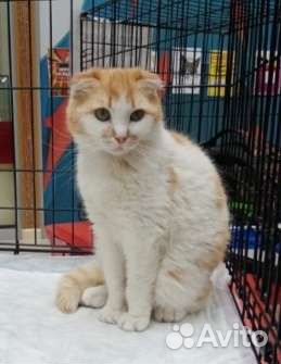 Кошечка Паня в добрые руки