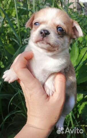 Малышастик