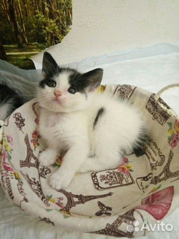 Обалденный мальчуган смешарик