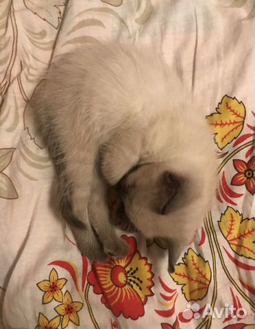 Тайские котята