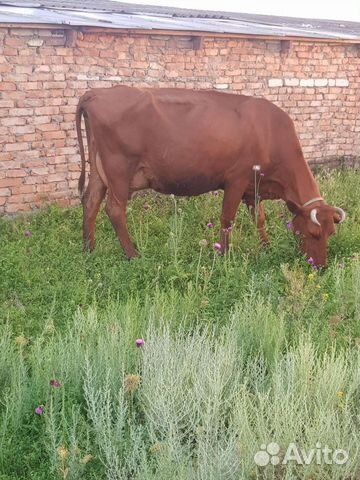 Коровы дойные молочные