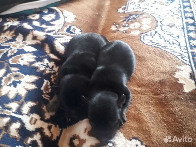 Маленькая собака