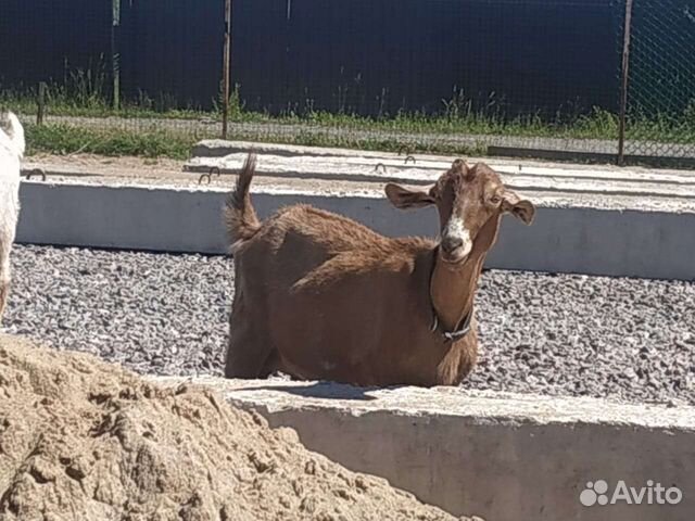 Дойные нубийские козы