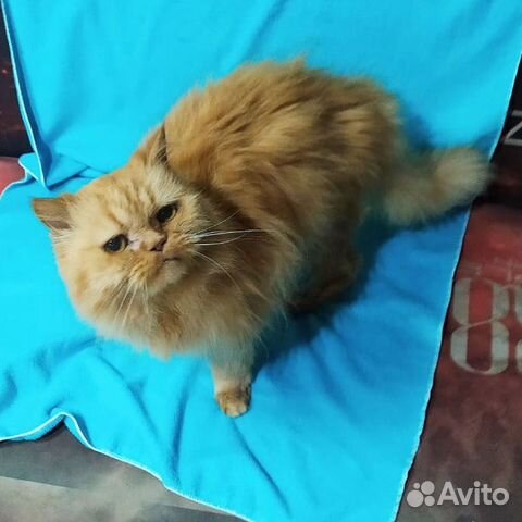 Персидский кот в заботливые руки