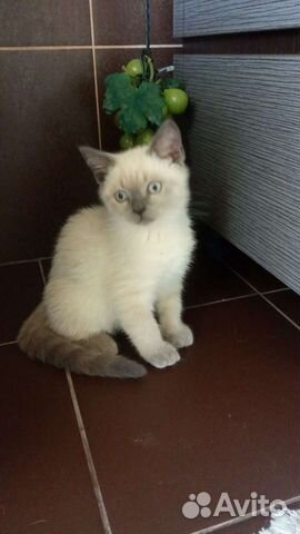 Шотландские котята Блю поинт