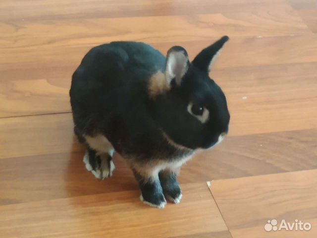 Декоративные карликовые кролики