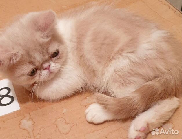 Кошка экзотические